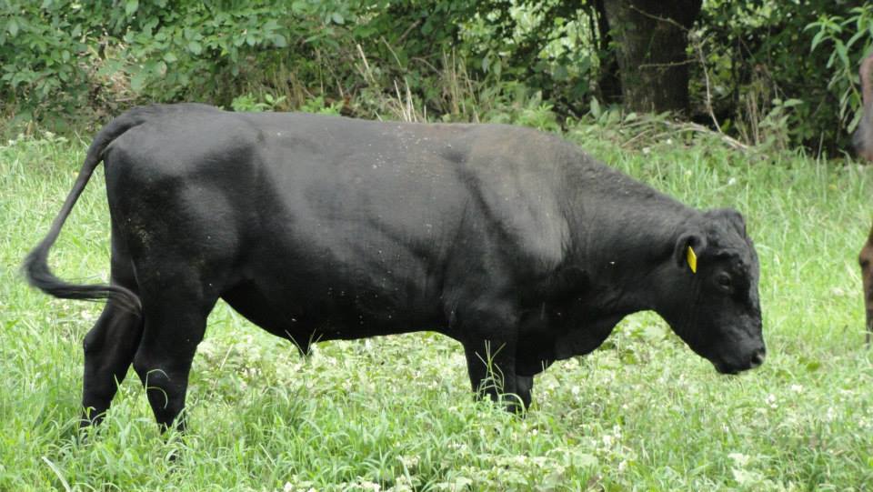 Breeding Strategies - Prier Farms